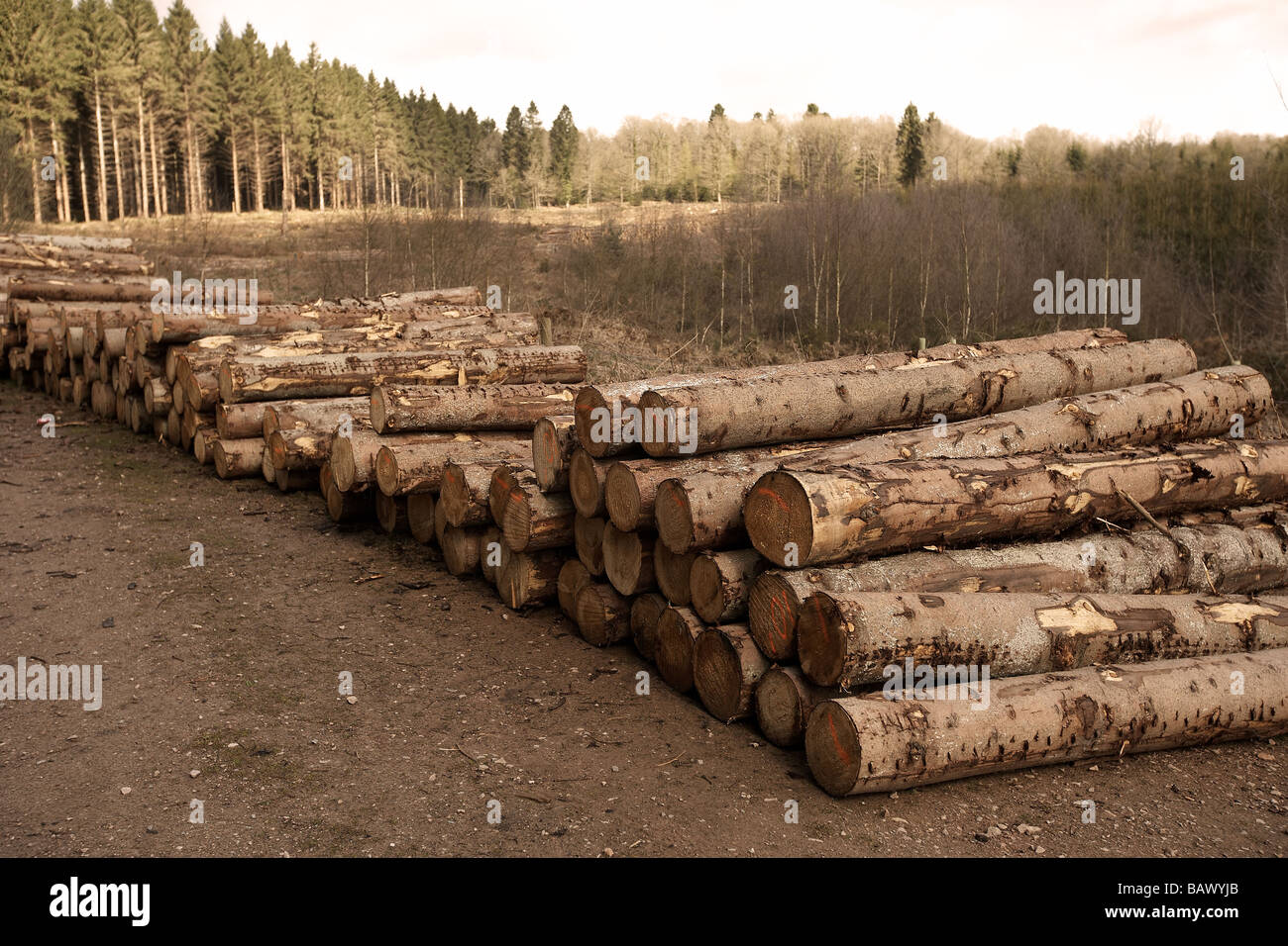 Deforestation england hi-res stock photography and images - Alamy