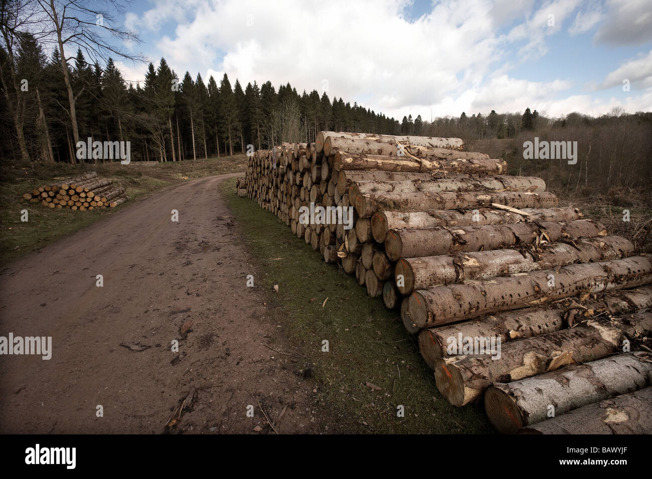 Tree felling conifers hi-res stock photography and images - Alamy