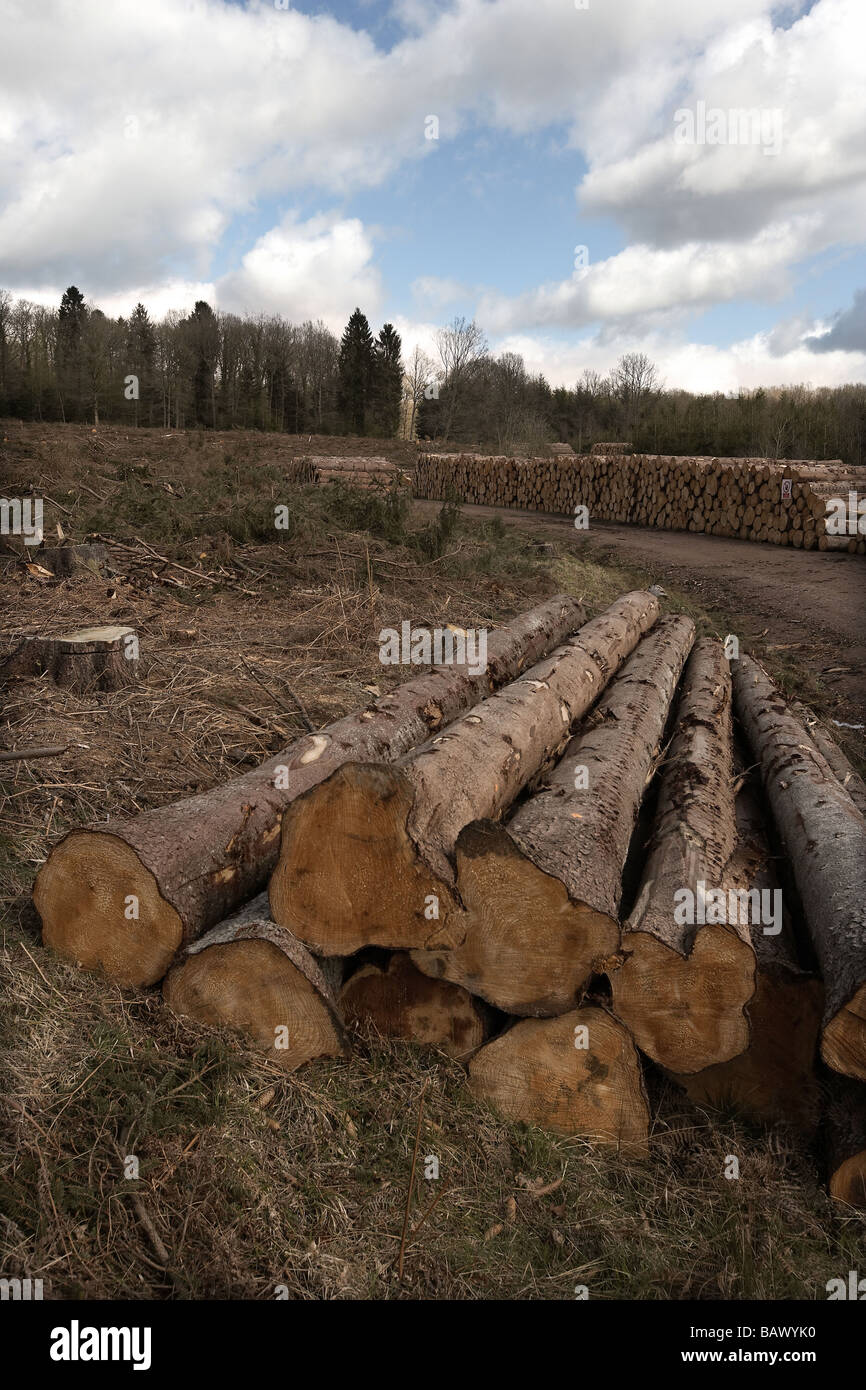 Tree felling conifers hi-res stock photography and images - Alamy