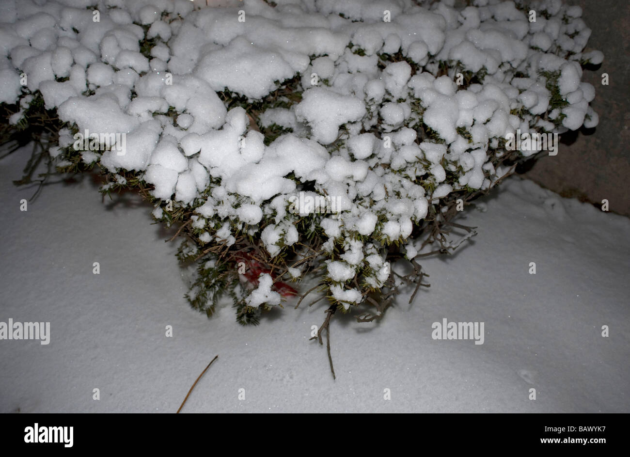 bush snow night pattern design texture winter horizontal botanical ...