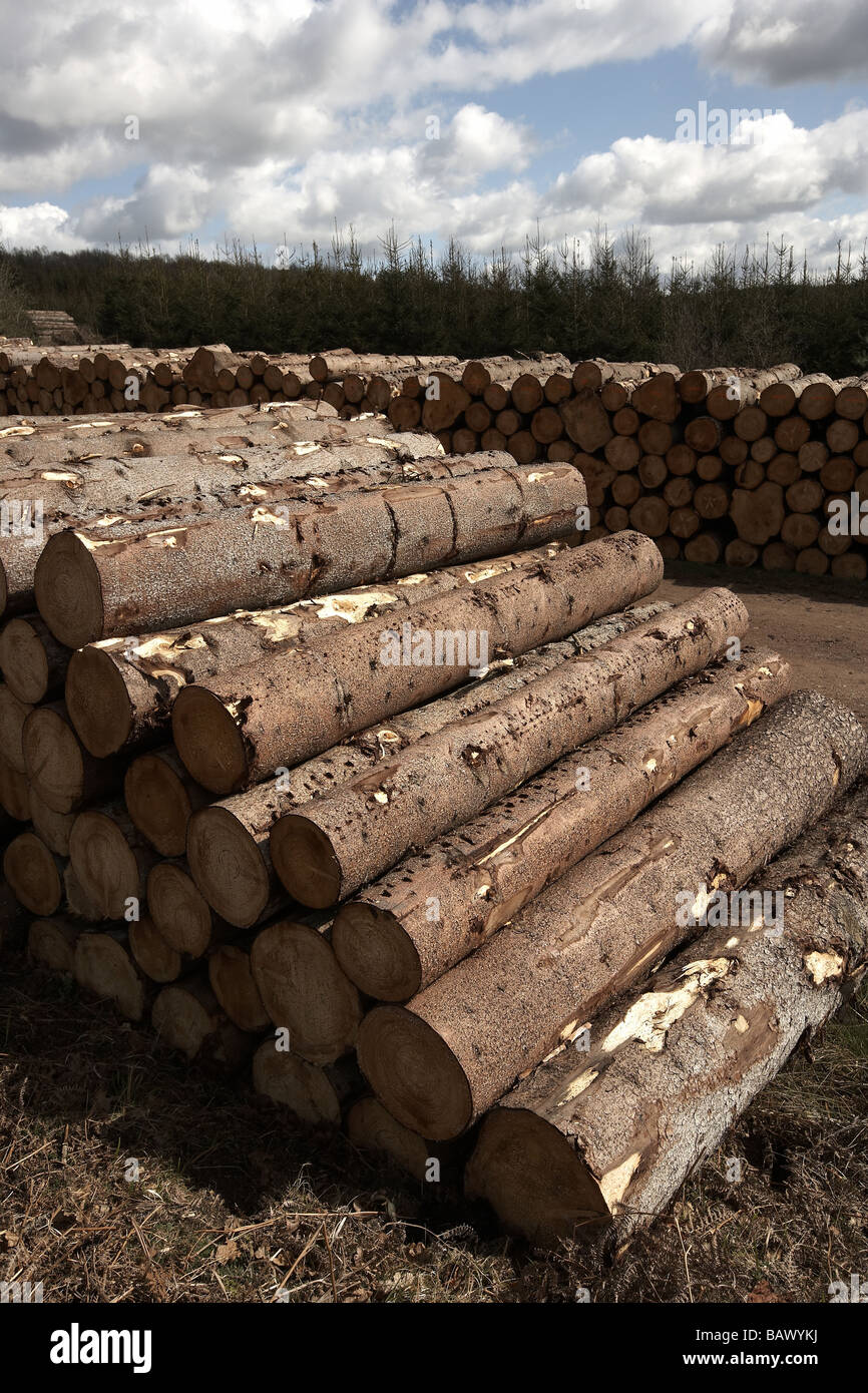 Tree felling uk hi-res stock photography and images - Alamy