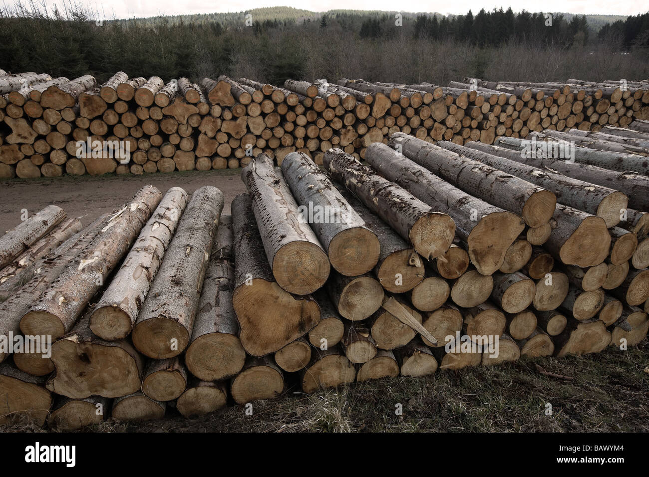 Tree felling conifers hi-res stock photography and images - Alamy