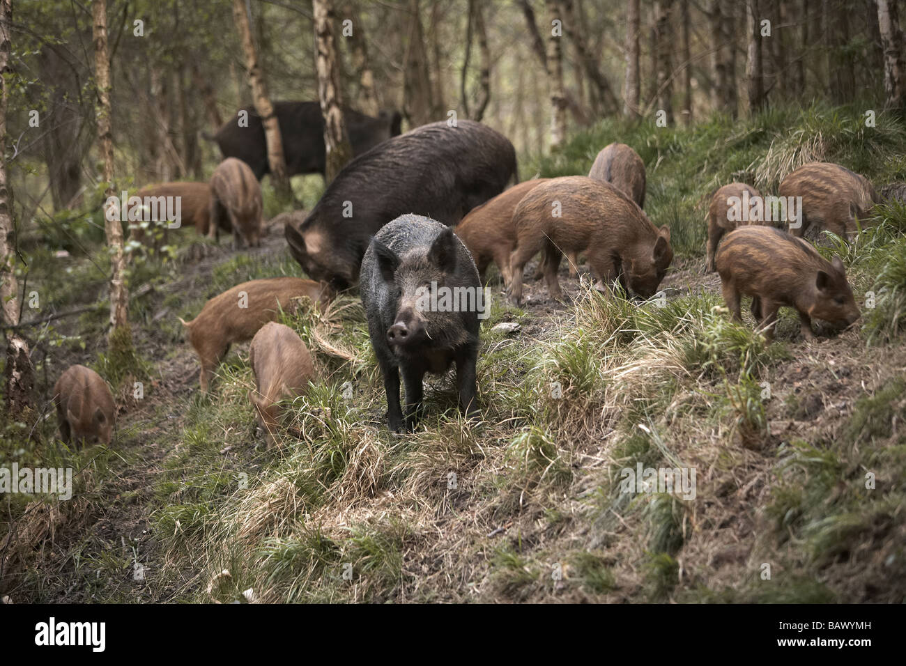 Wild boar sow Sus scrofa with piglets, known as a sounder group, in the ...