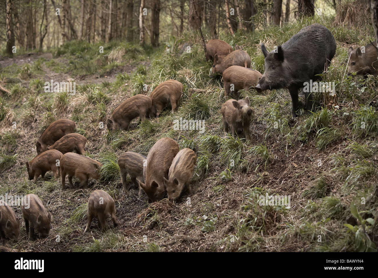 Wild boar sow Sus scrofa with piglets, known as a sounder group, in the ...