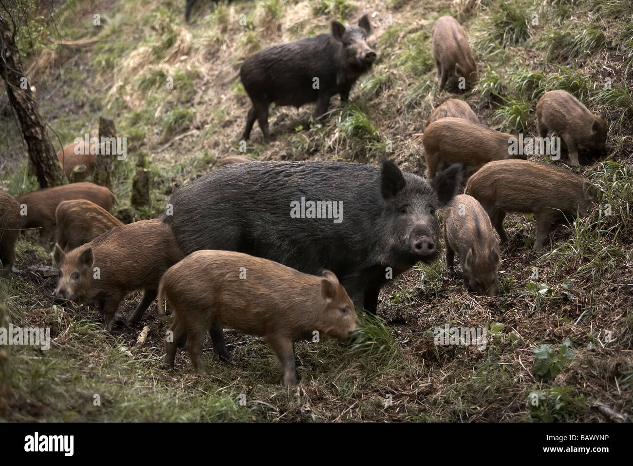 Wild boar sow Sus scrofa with piglets, known as a sounder group, in the ...