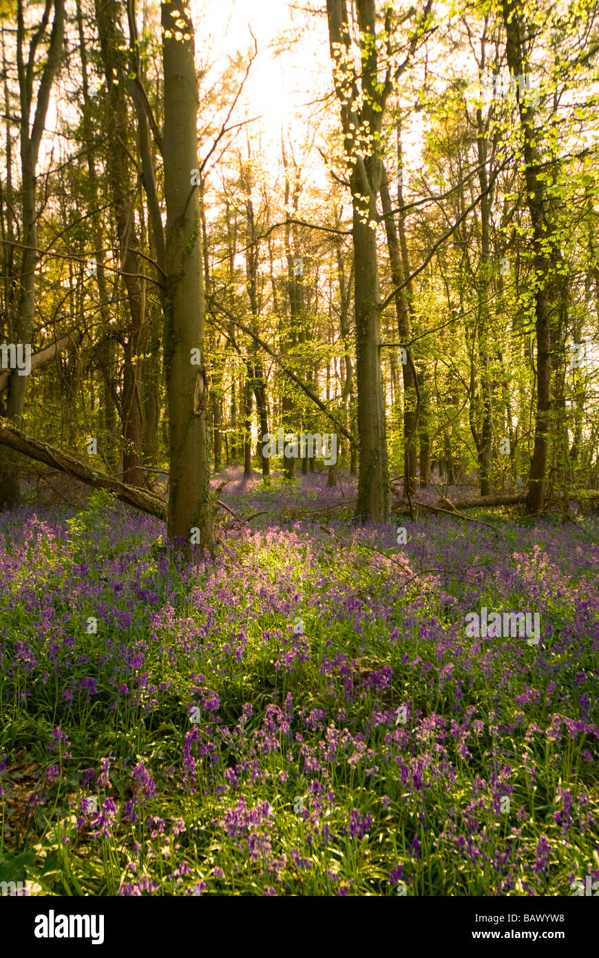 Wild blue flowers in a forest of trees, Hampshire, England Stock Photo ...