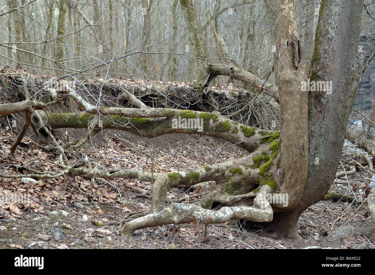 Eroded stream bank showing the bare roots of trees Stock Photo - Alamy