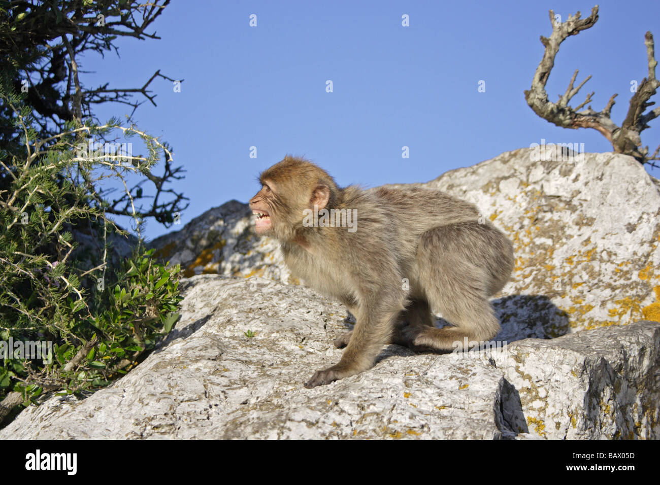 Barbary Ape in Gibraltar Stock Photo - Alamy