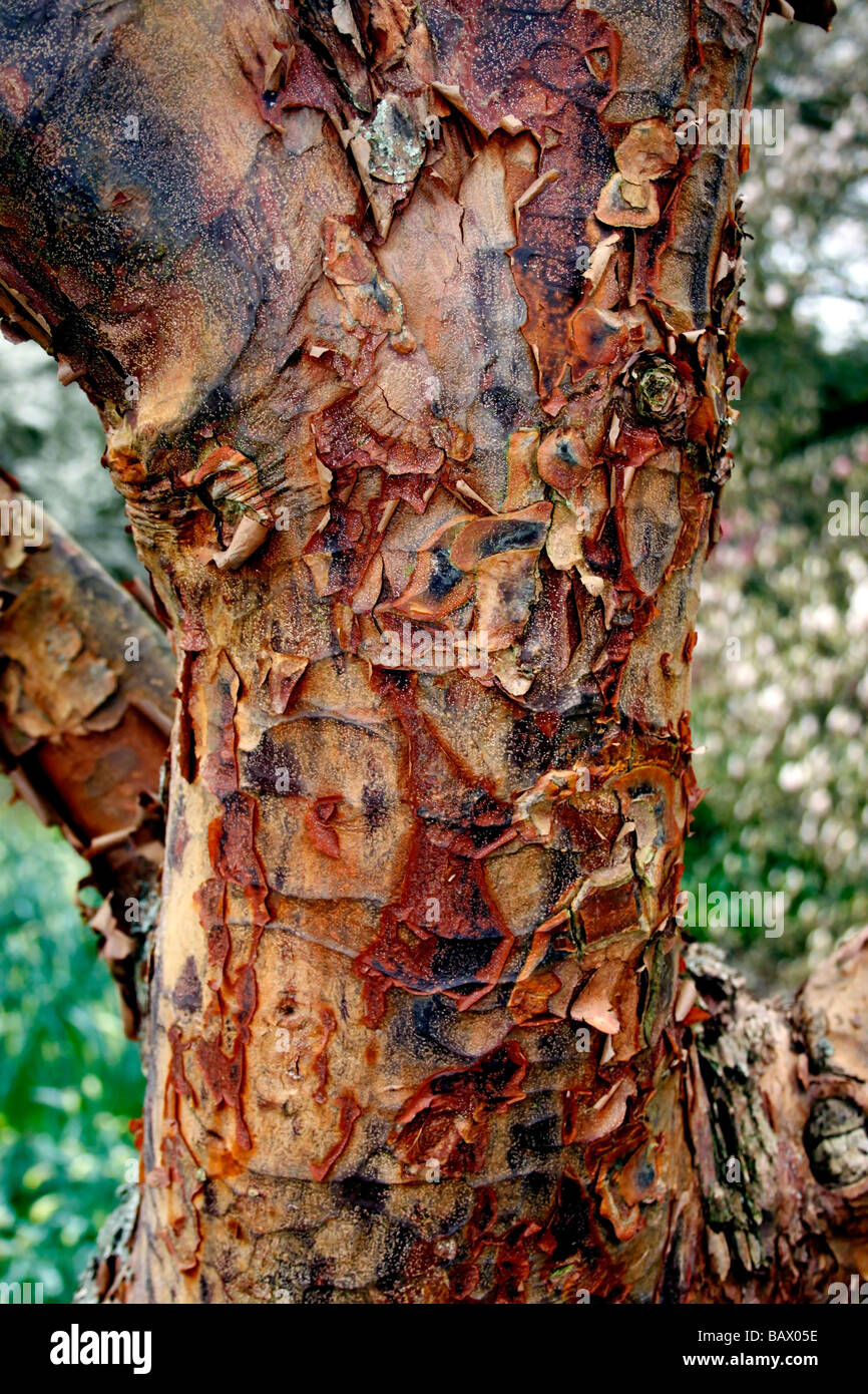 Peeling maple tree bark hi-res stock photography and images - Alamy