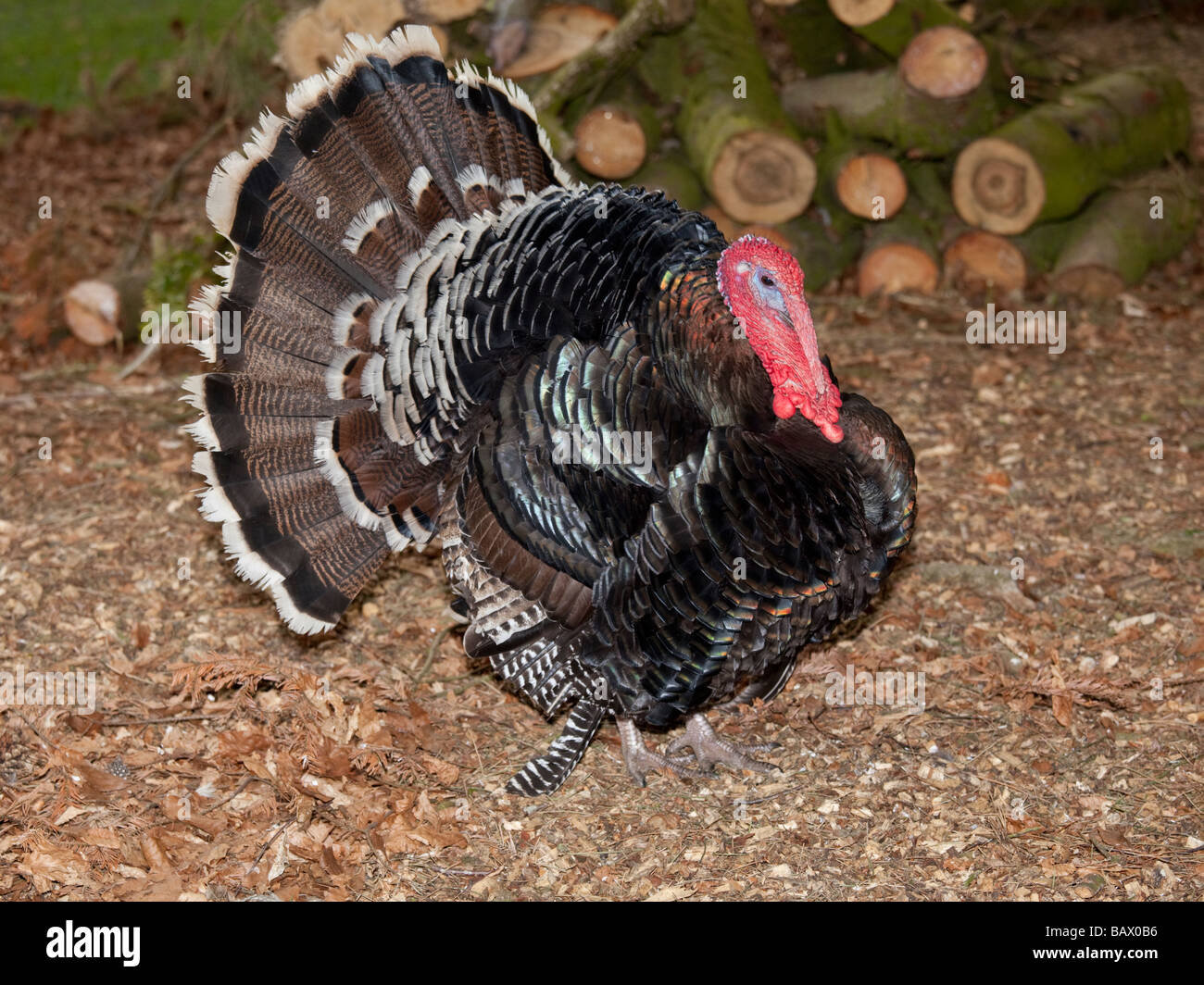 Domestic turkey displaying tail fan Cotswold Farm Park Temple Guiting ...