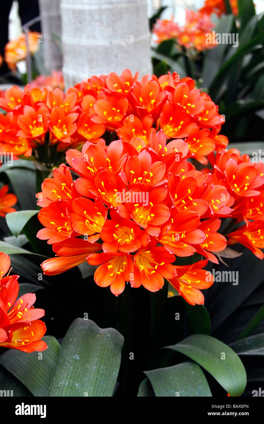 Plants flowers orange clivia miniata hi-res stock photography and ...
