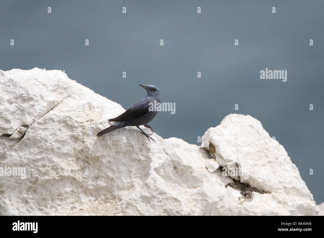 Blue Rock Thrush Stock Photo - Alamy
