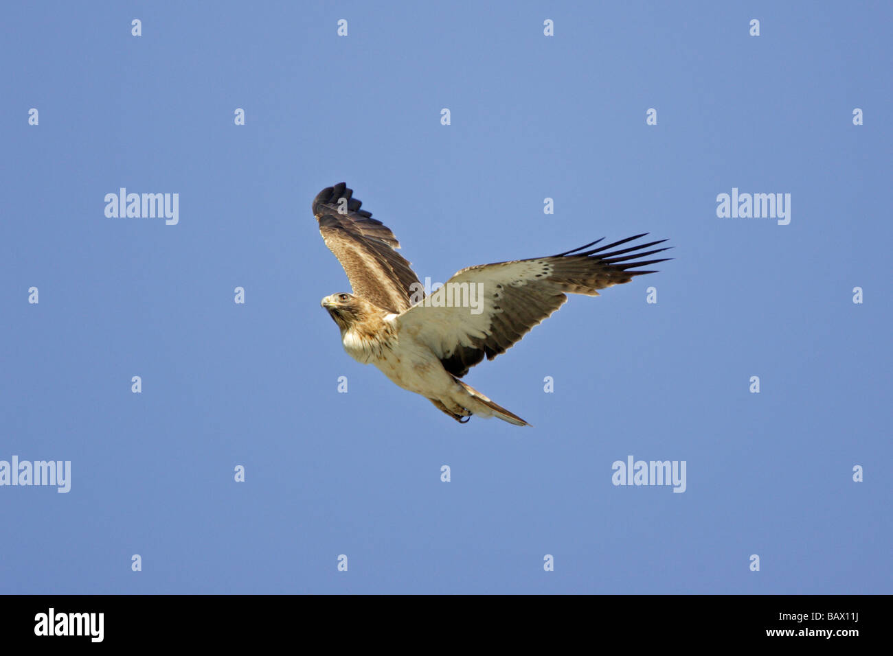Booted eagle hi-res stock photography and images - Alamy