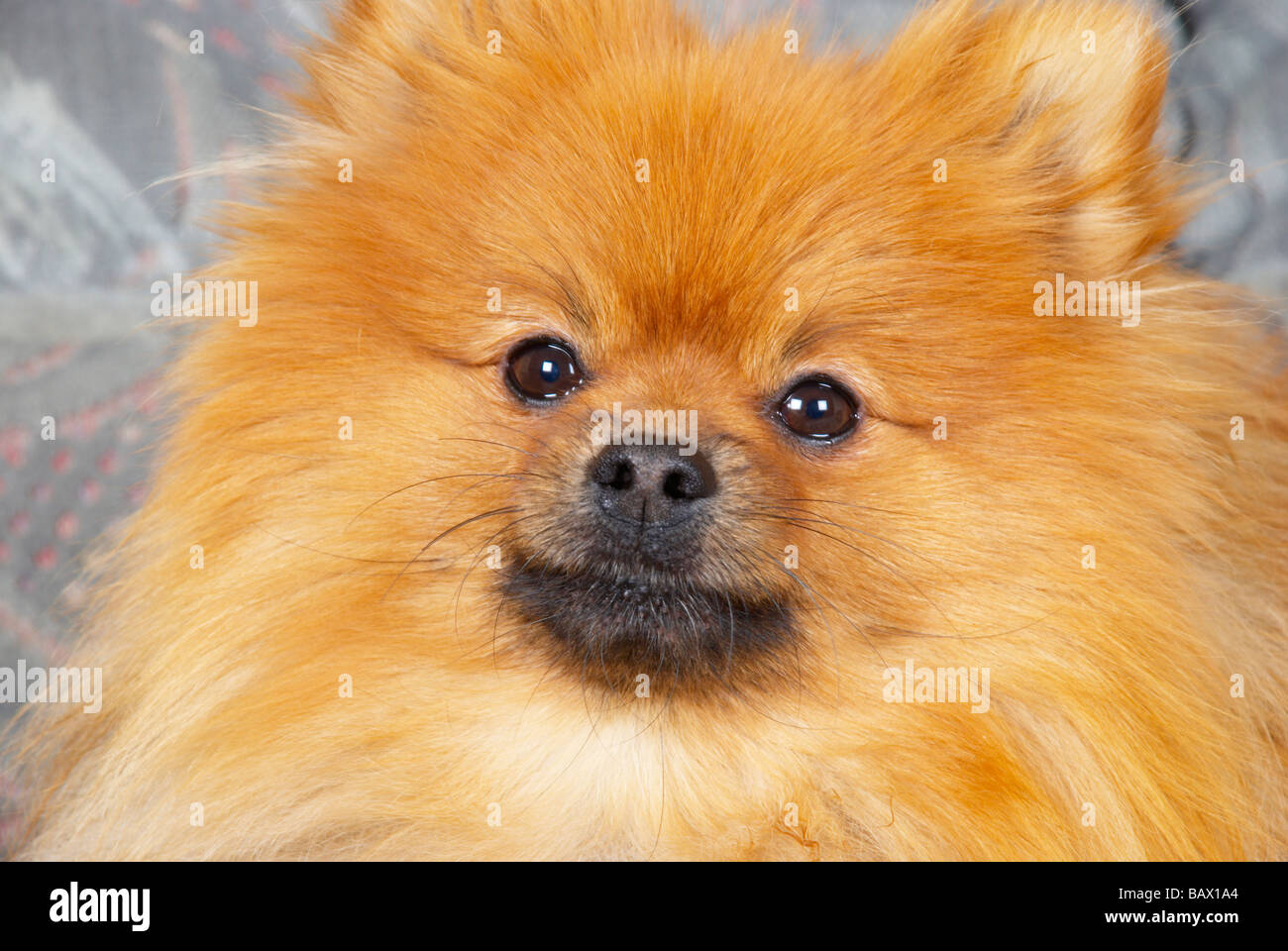 Pomeranian mongrel hi-res stock photography and images - Alamy