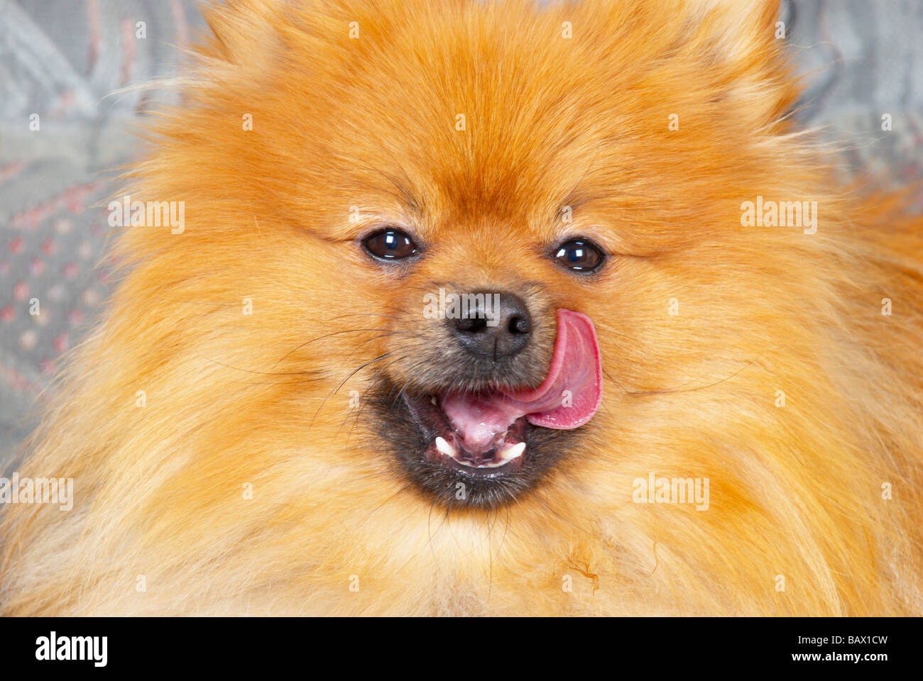 Adult pomeranian hi-res stock photography and images - Alamy
