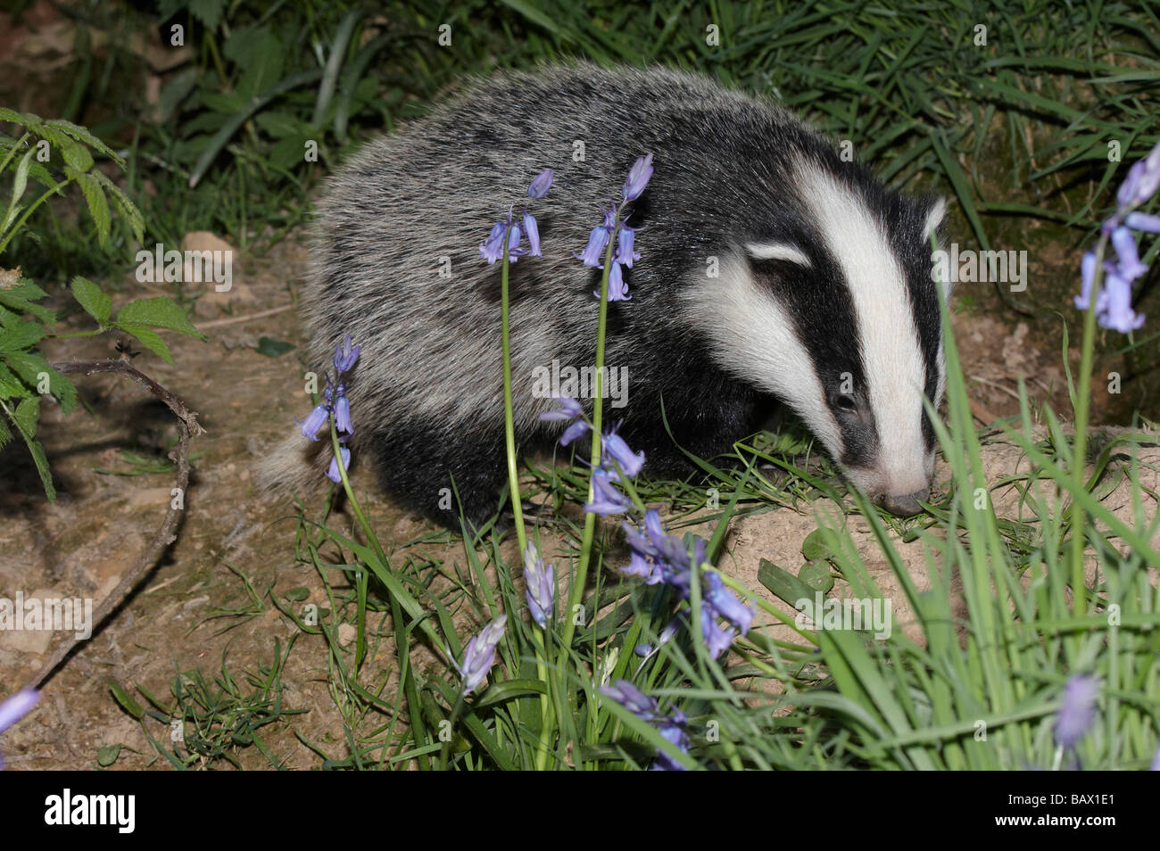 Badger cub hi-res stock photography and images - Alamy