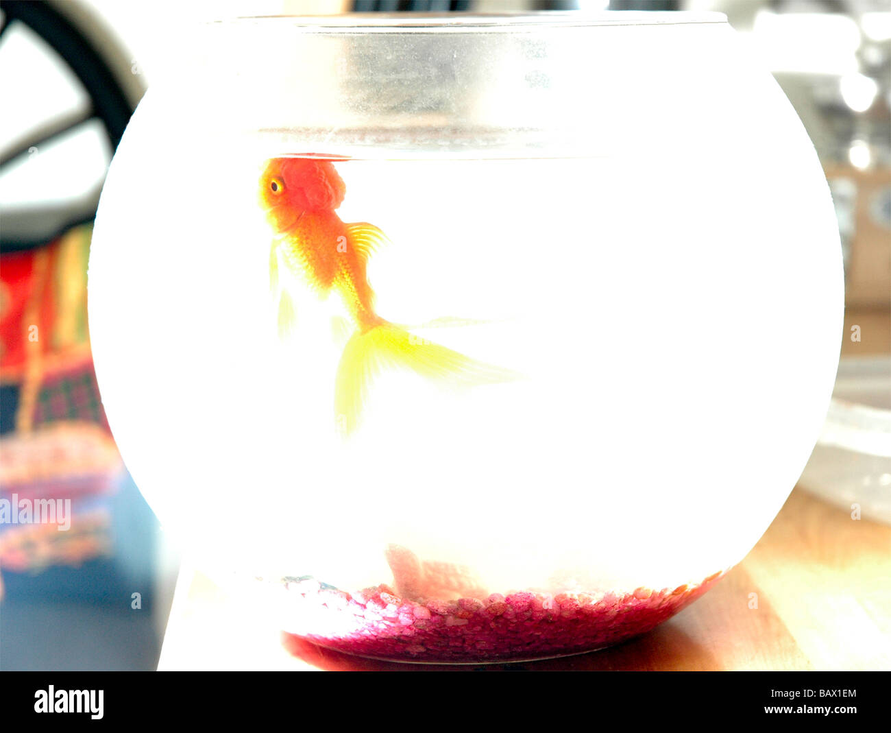 A goldfish in a white hot fish bowl Stock Photo - Alamy