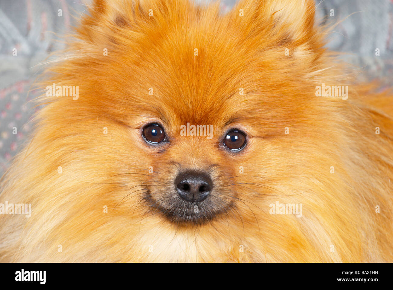 Pomeranian mongrel hi-res stock photography and images - Alamy