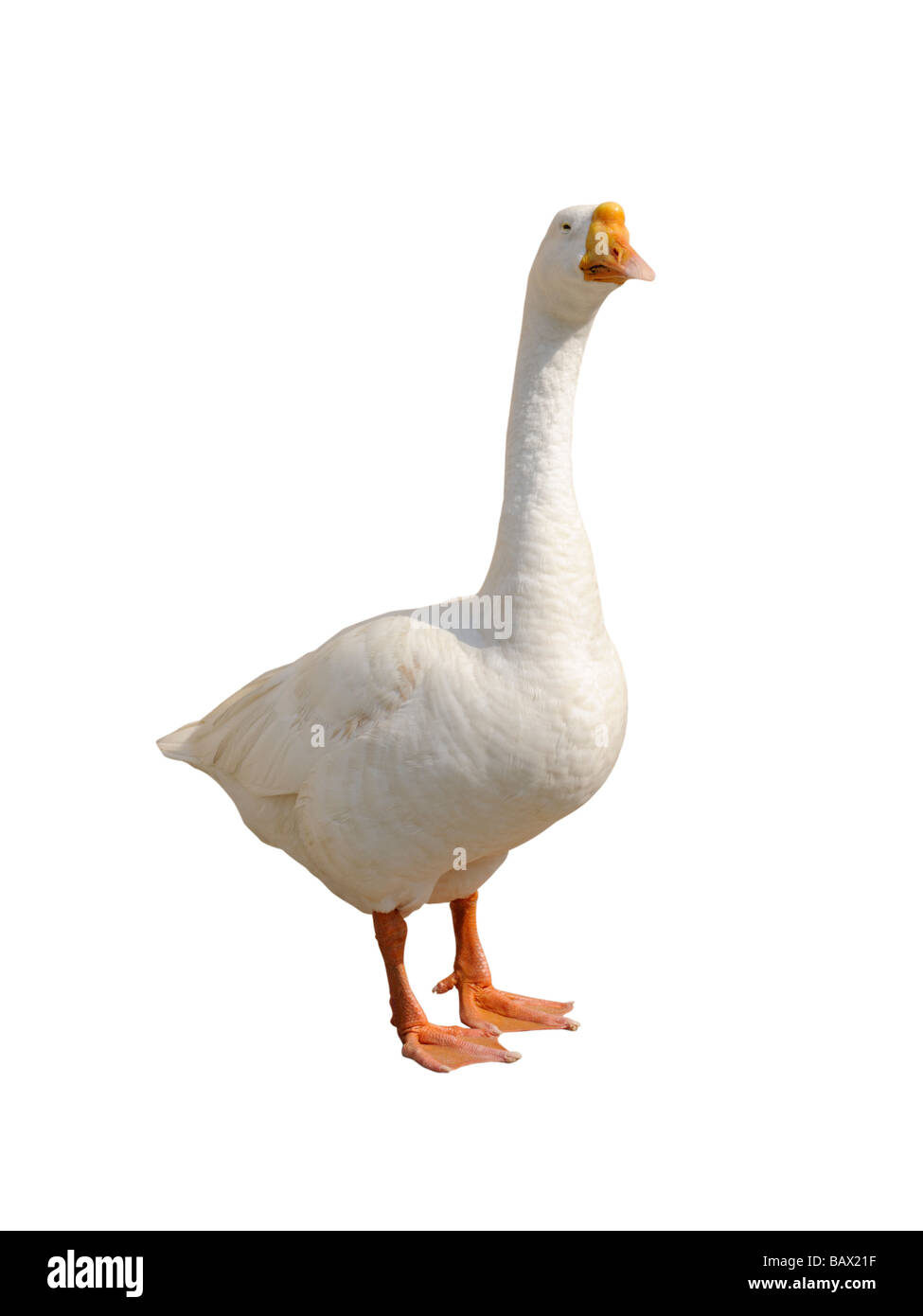 Goose hi-res stock photography and images - Alamy