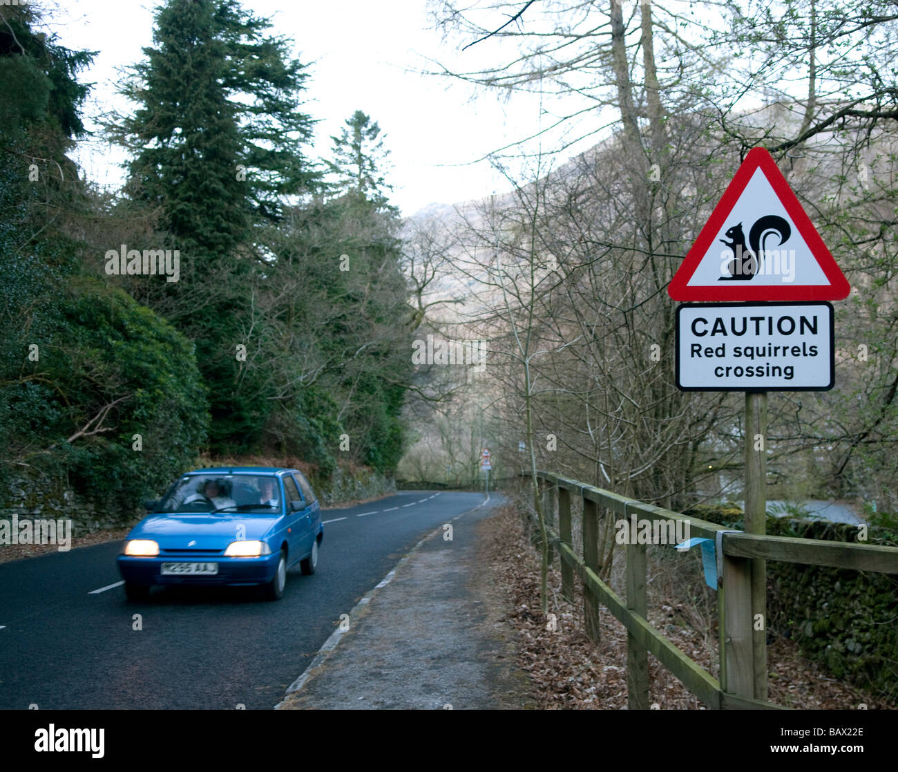 Red Squirrel warning crossing sign, Cumbria, Lake District, England ...