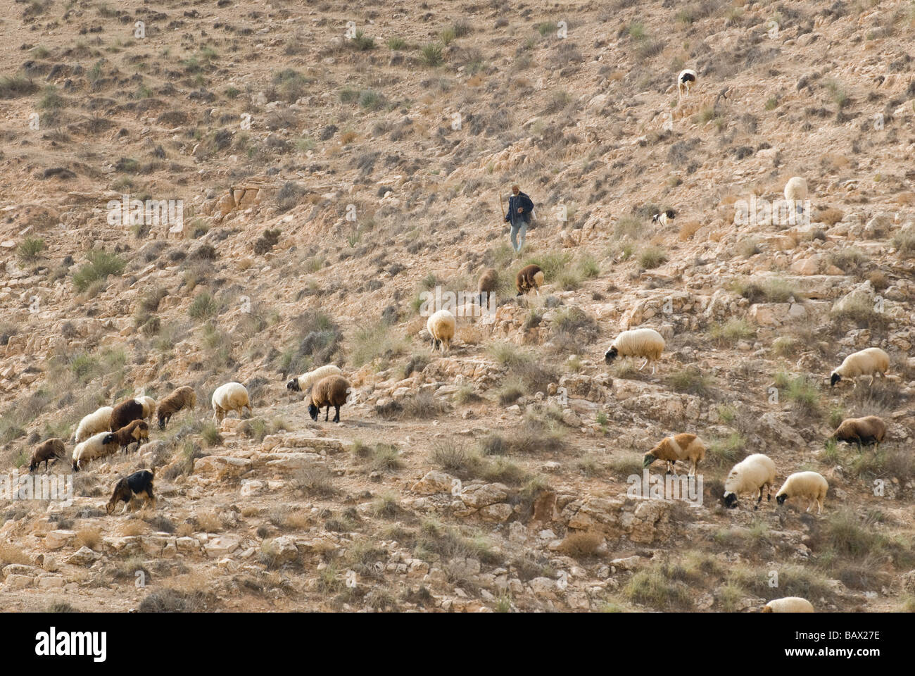 berber shepherd watching over his flock of sheep Stock Photo - Alamy