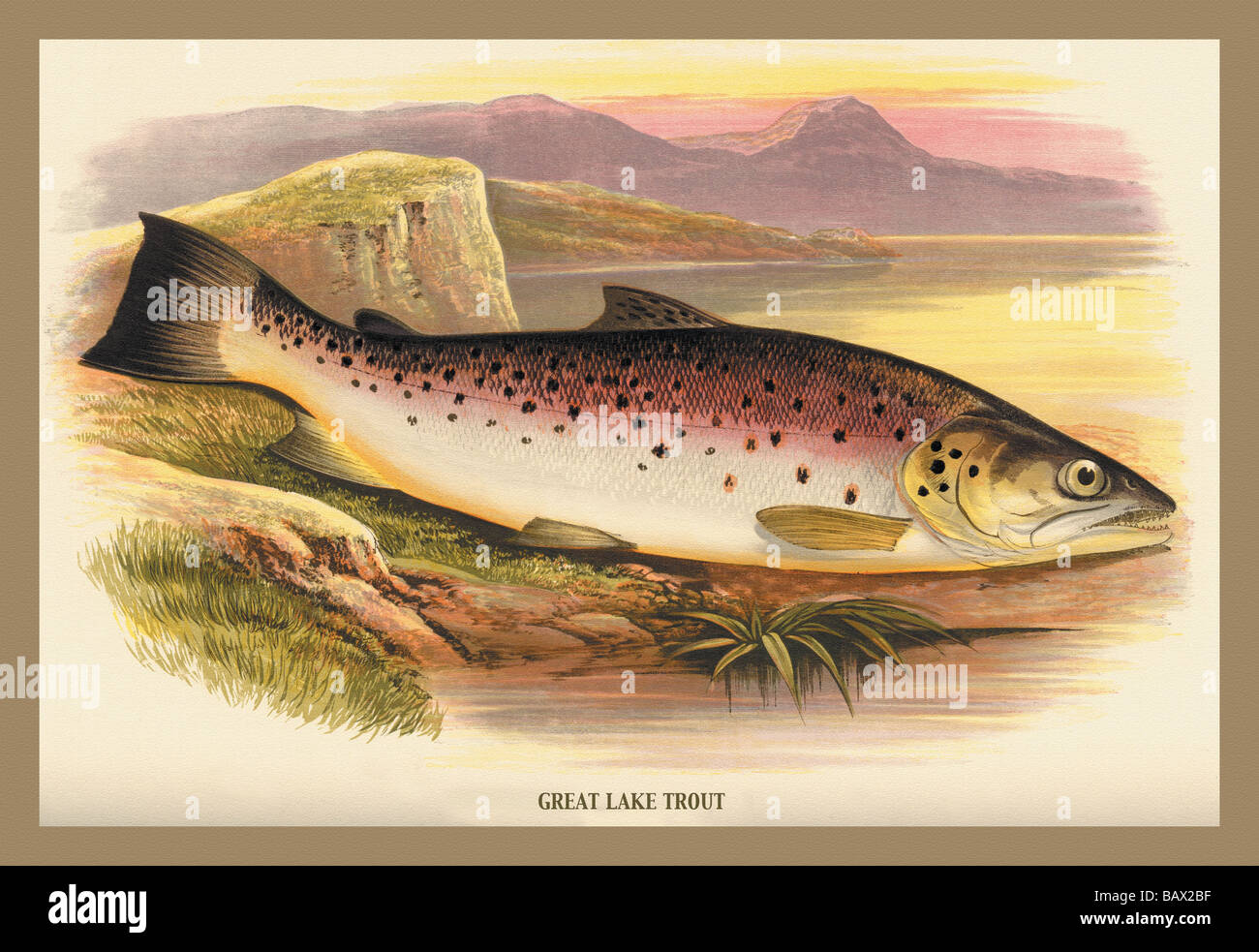 Great Lake Trout Stock Photo - Alamy
