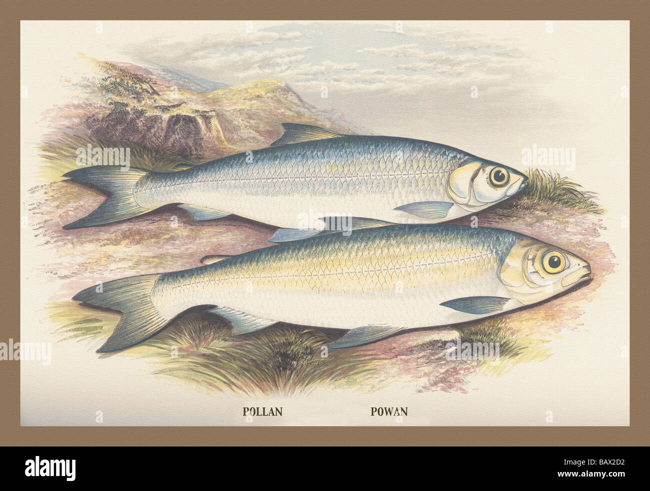 Powan Fish High Resolution Stock Photography and Images - Alamy