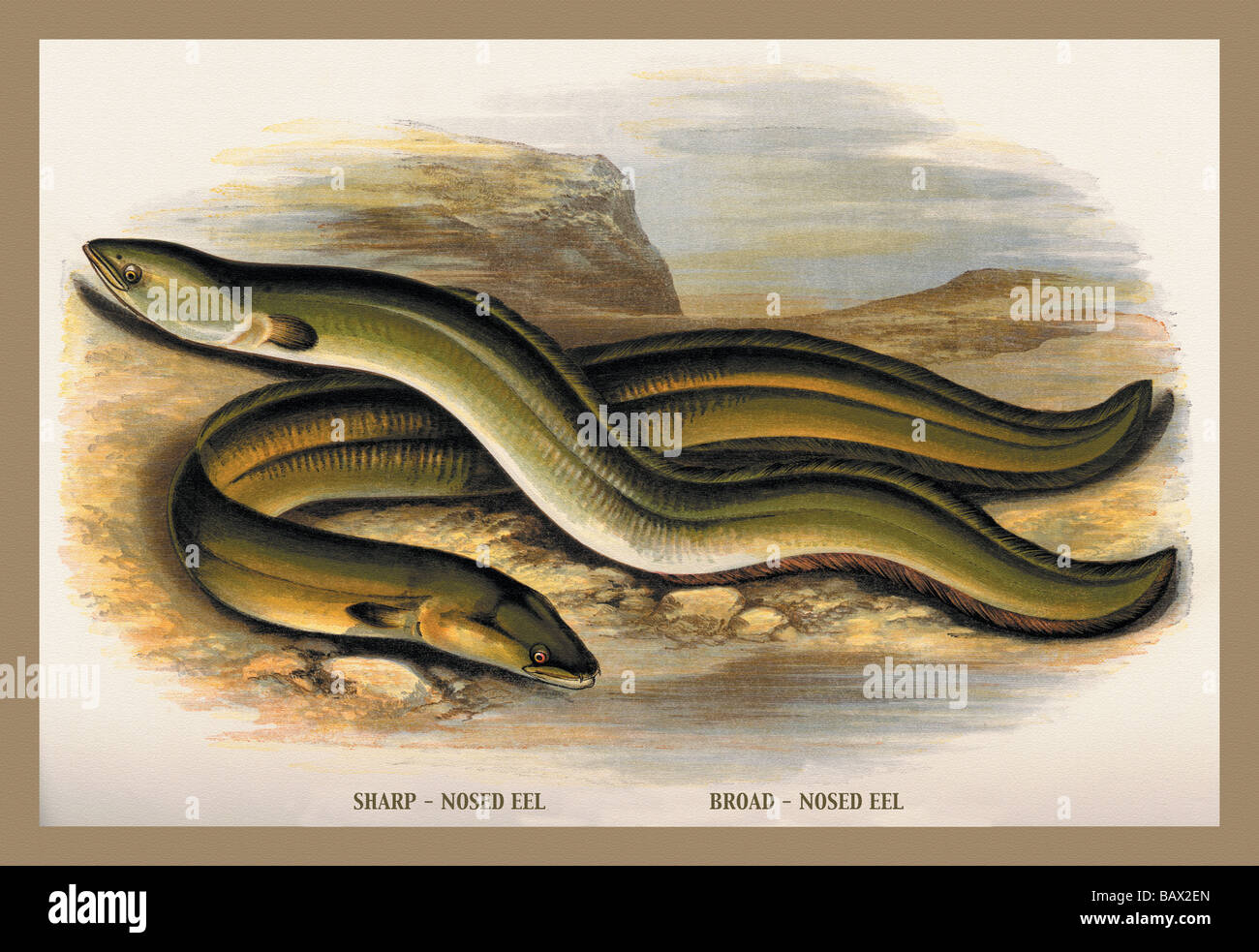 Sharp-Nosed Eel and Broad-Nosed Eel Stock Photo - Alamy