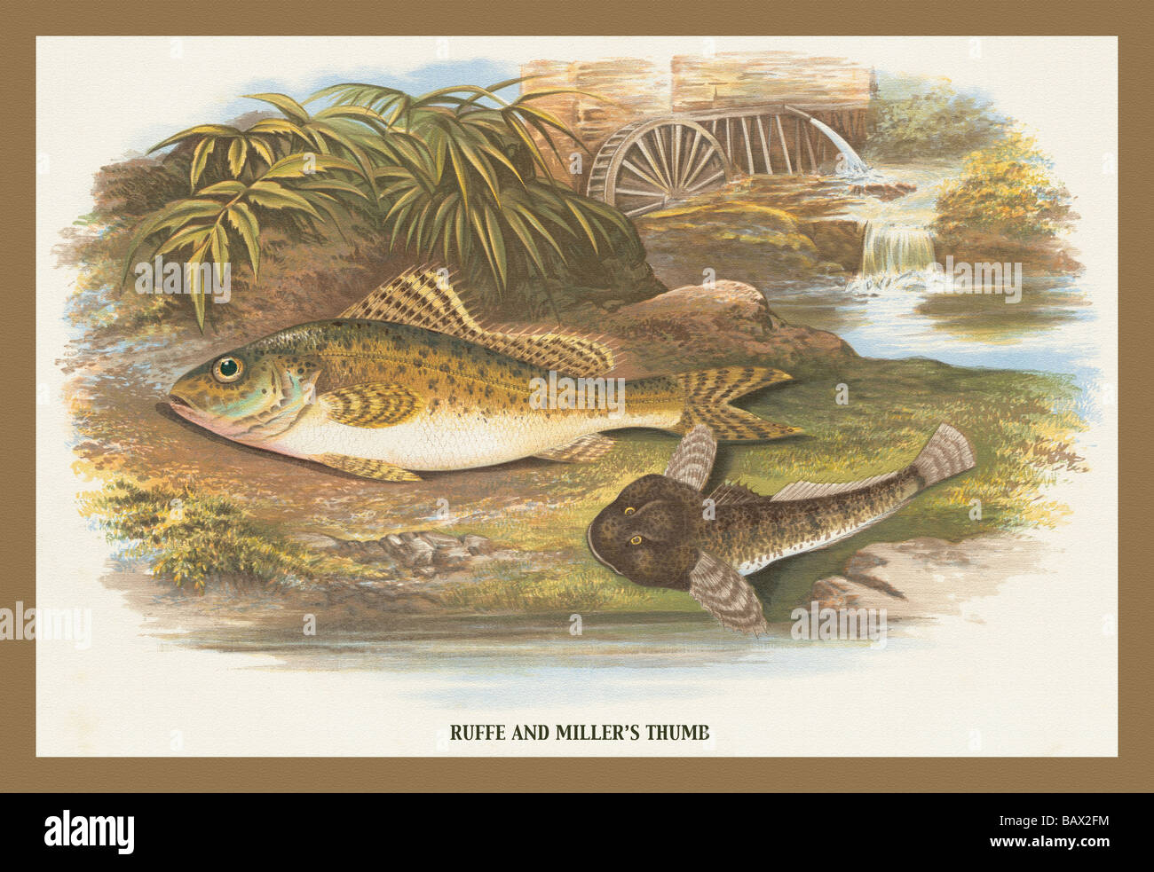 Ruffe and Miller's Thumb Stock Photo - Alamy