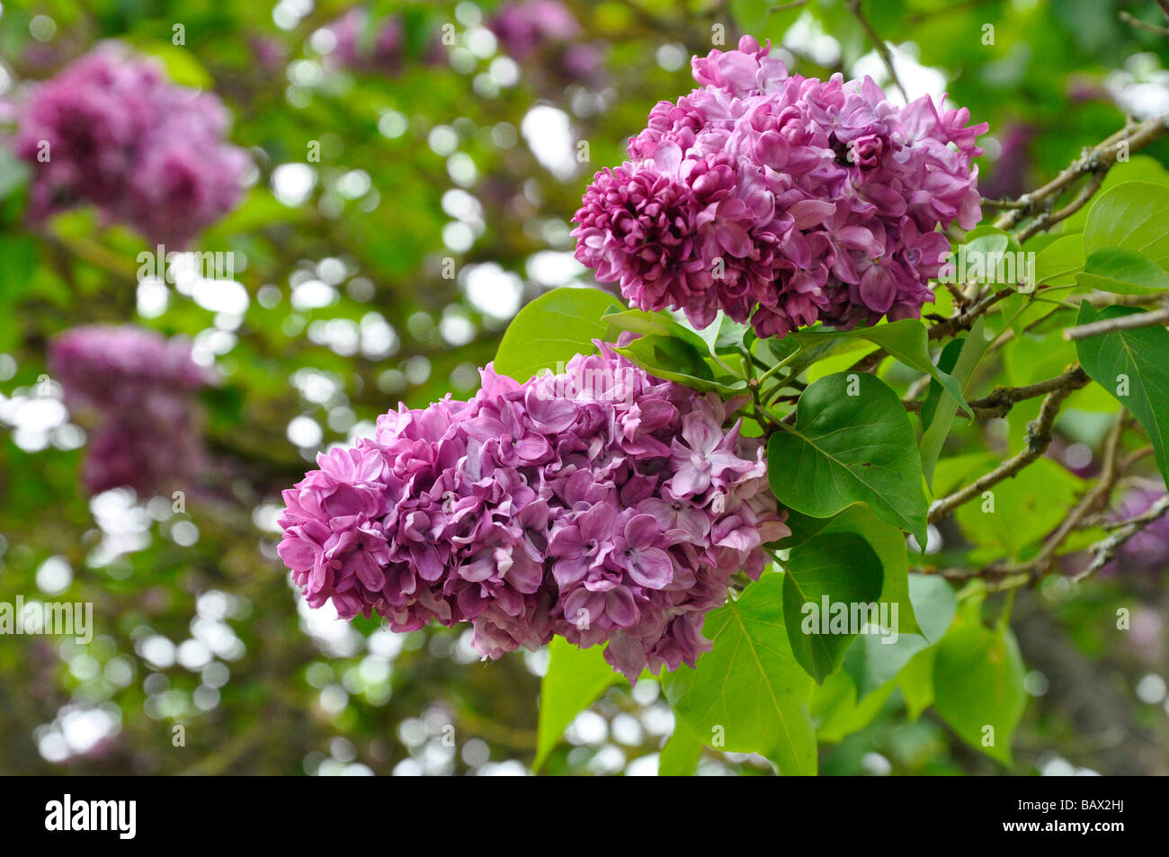 Lilac Tree with flowers in Spring / May Stock Photo - Alamy