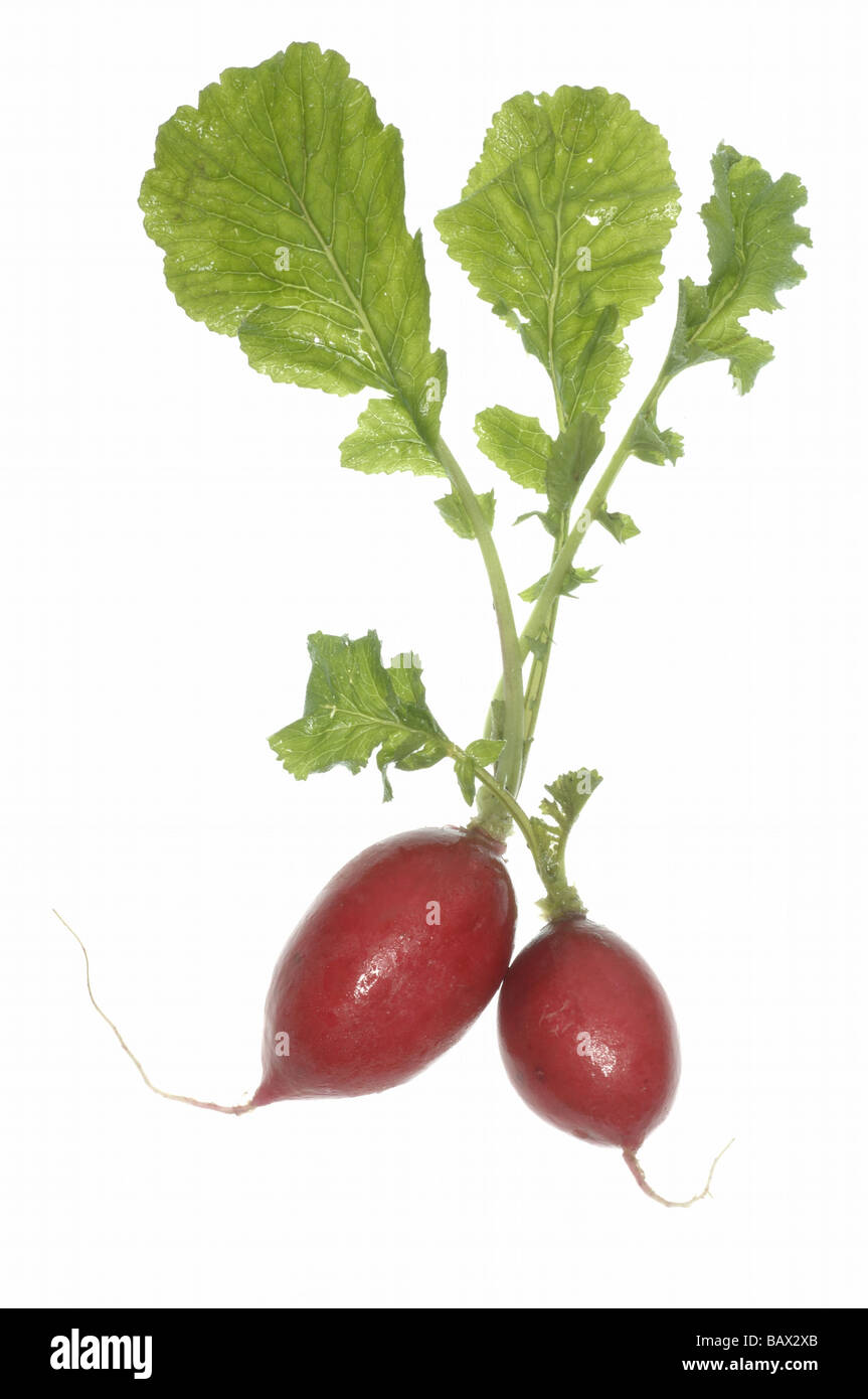 Two radishes with green sleeves Stock Photo - Alamy
