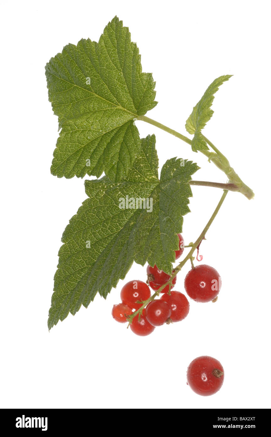Red current / redcurrent Stock Photo - Alamy