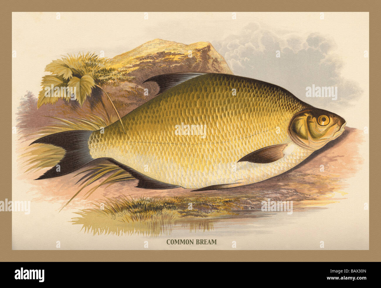 Surf bream hi-res stock photography and images - Alamy