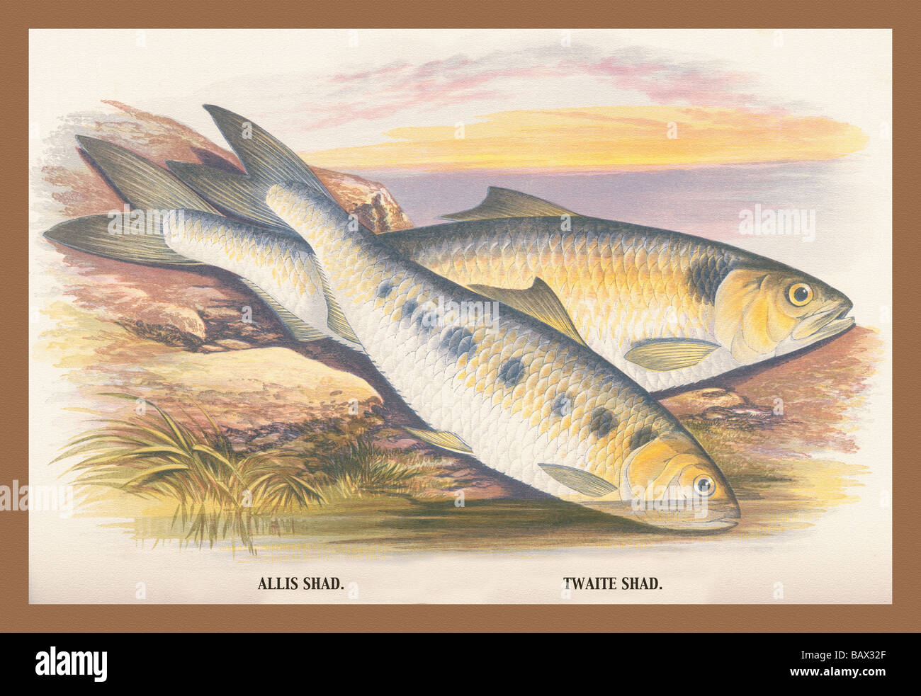 Allis shad fish hi-res stock photography and images - Alamy