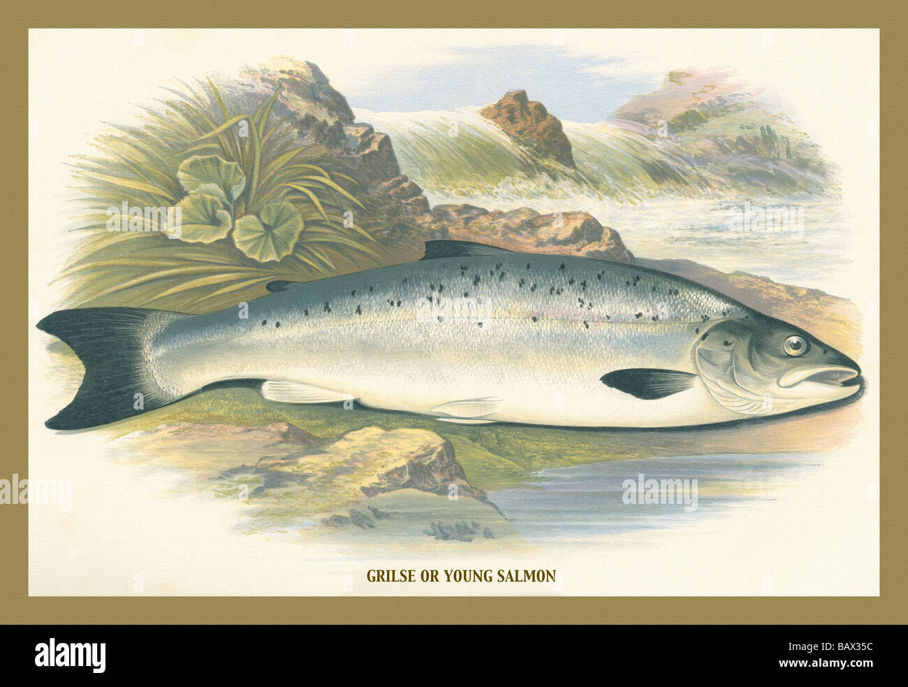 Grilse or Young Salmon Stock Photo - Alamy