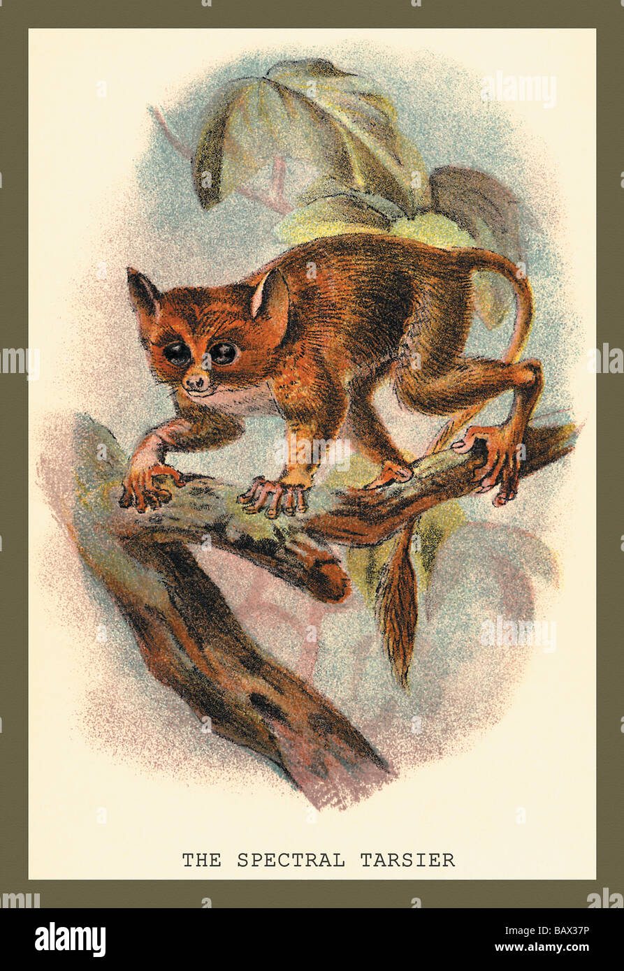The Spectral Tarsier Stock Photo - Alamy
