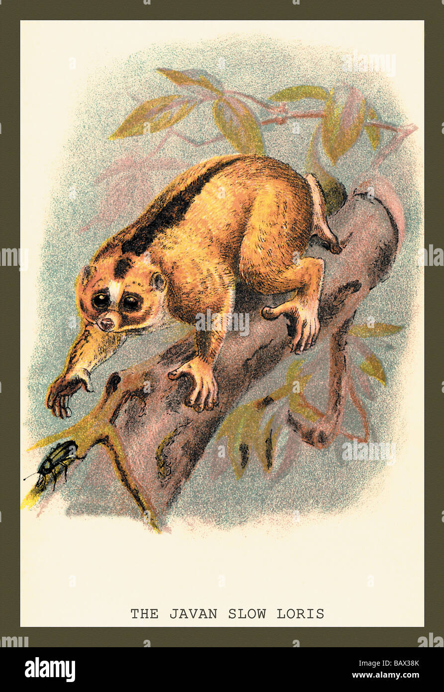 The Javan Slow Loris Stock Photo - Alamy