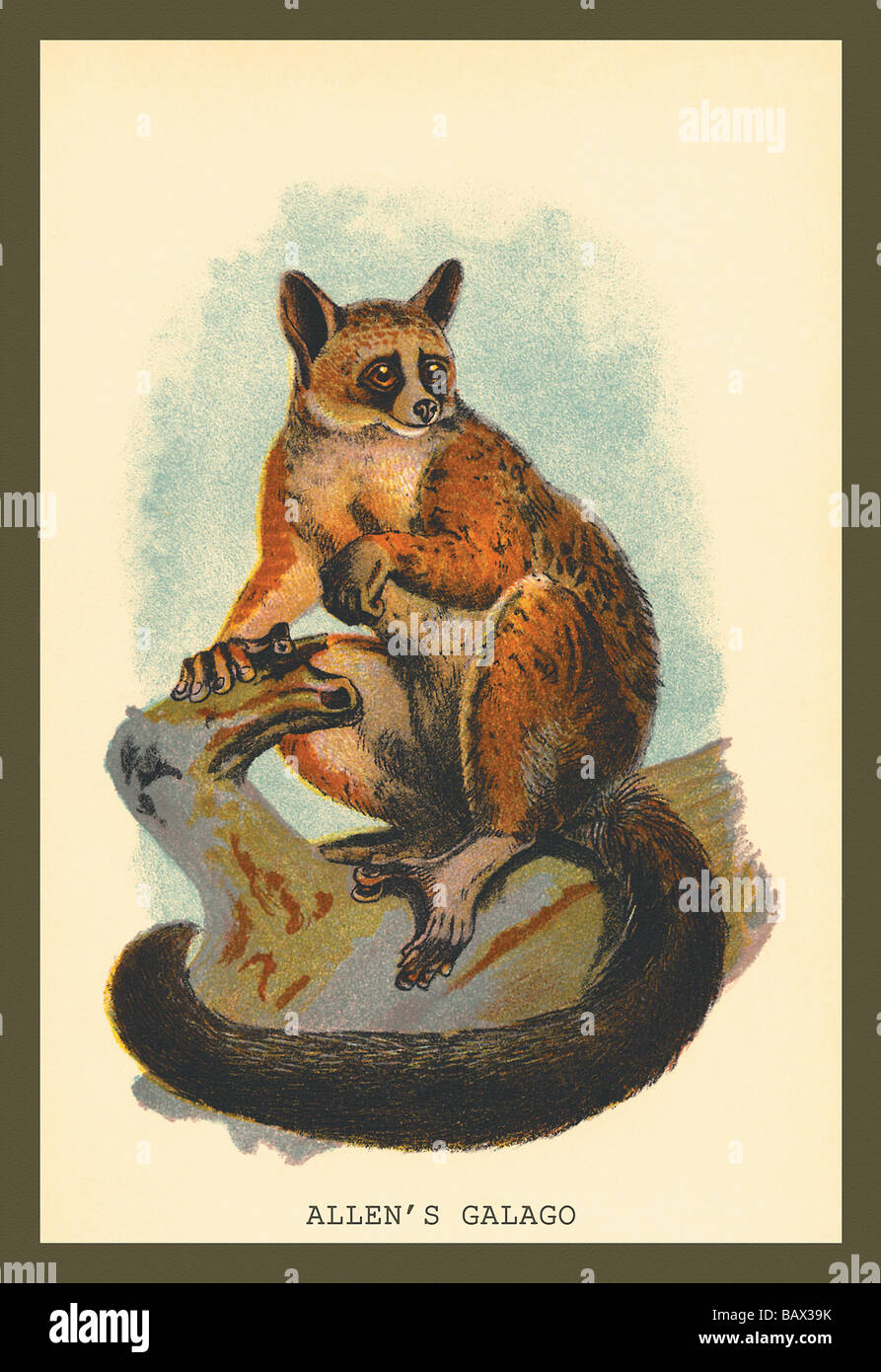 Allens galago hi-res stock photography and images - Alamy