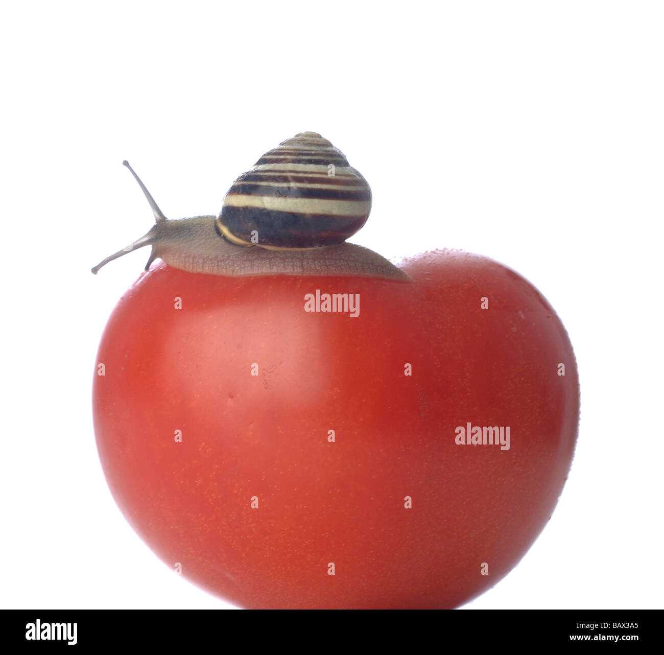 Tomato with snail Stock Photo - Alamy