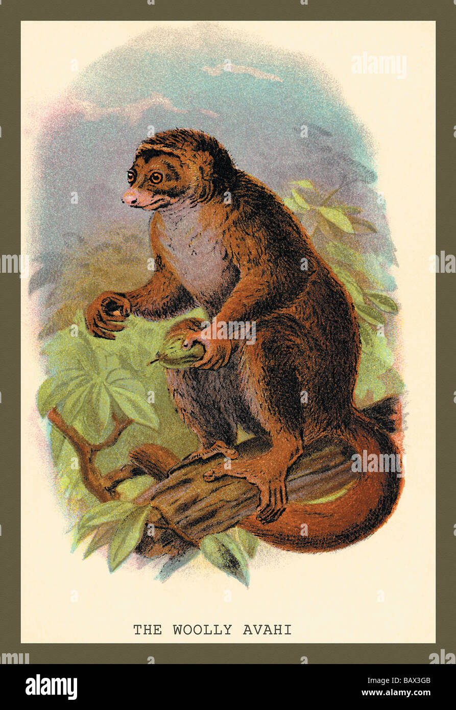 The Wooly Avari Stock Photo - Alamy