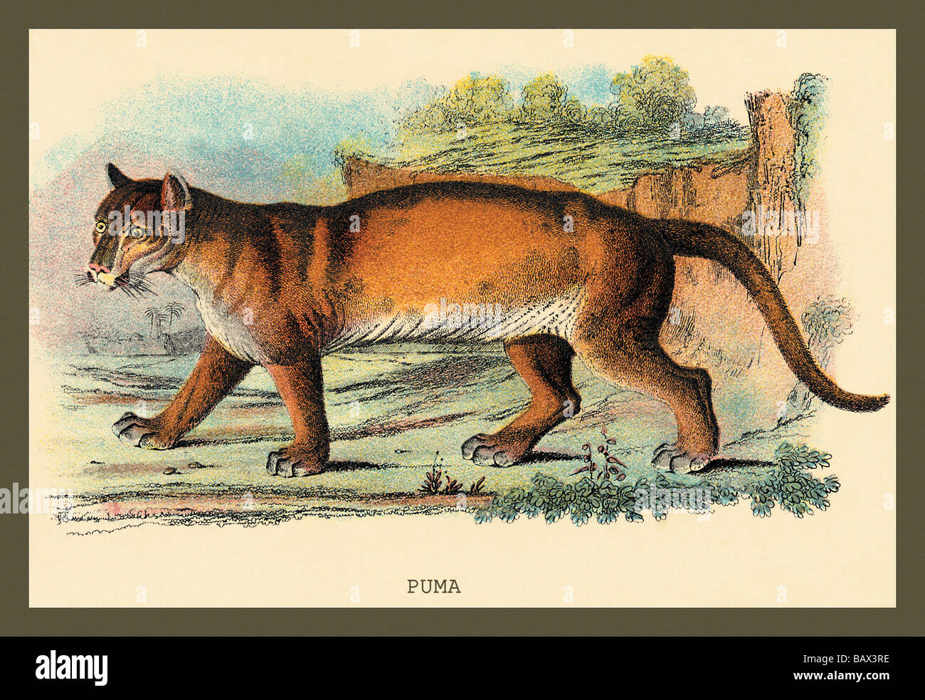 Jungle puma hi-res stock photography and images - Alamy