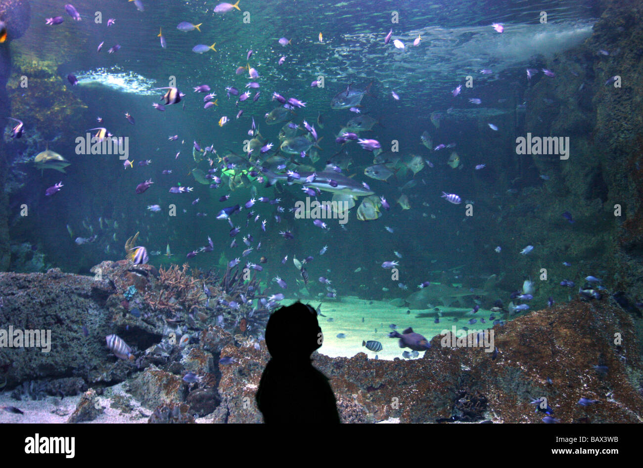 Silhouette of a child staring at a fish tank Stock Photo - Alamy