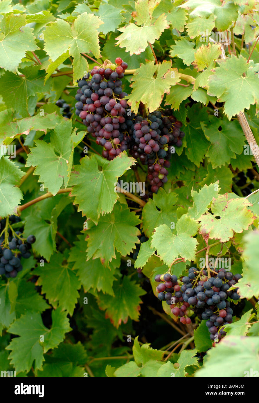 Domesticated grapes hi-res stock photography and images - Alamy