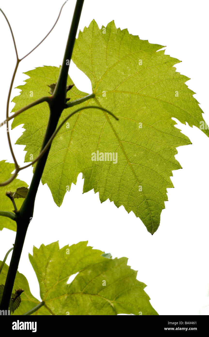 a wine leaf Stock Photo - Alamy