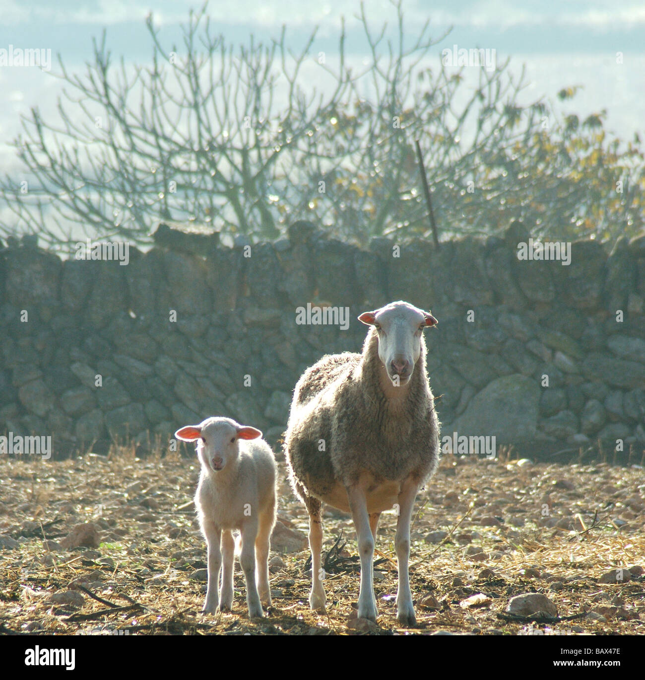 Counting sheep baby hi-res stock photography and images - Alamy