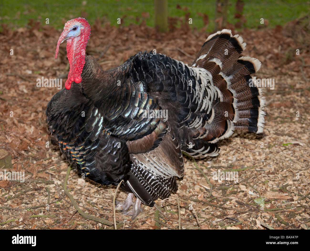 Domestic turkey Cotswold Farm Park Temple Guiting Glos UK Stock Photo ...