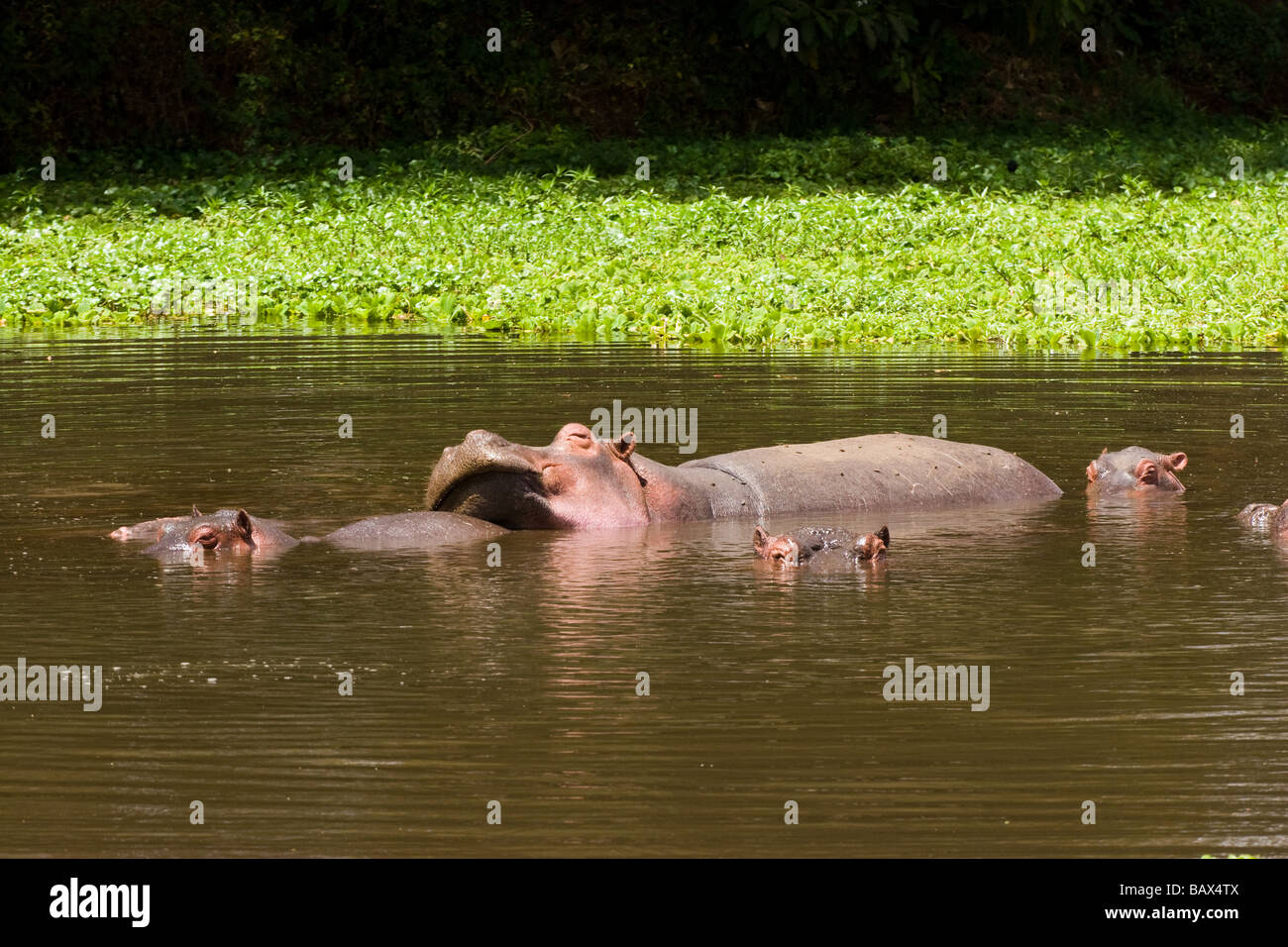 Hippos in river Stock Photo - Alamy