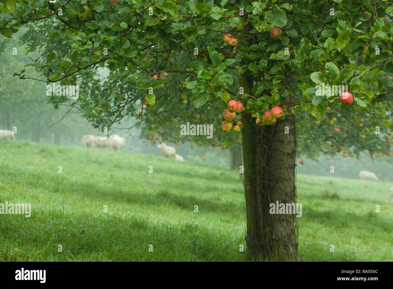Apple Orchard on a Misty Autumn Morning Compton Dando Somerset England ...