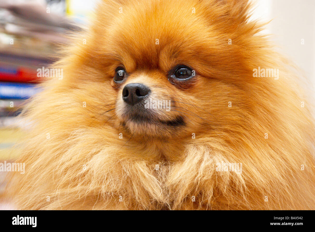 Pomeranian mongrel hi-res stock photography and images - Alamy