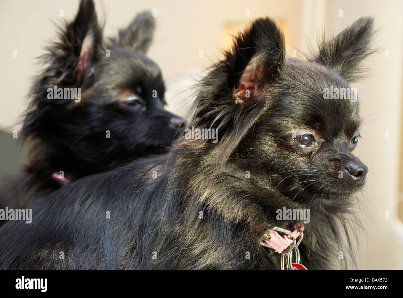 Pomeranian cross pups Stock Photo - Alamy
